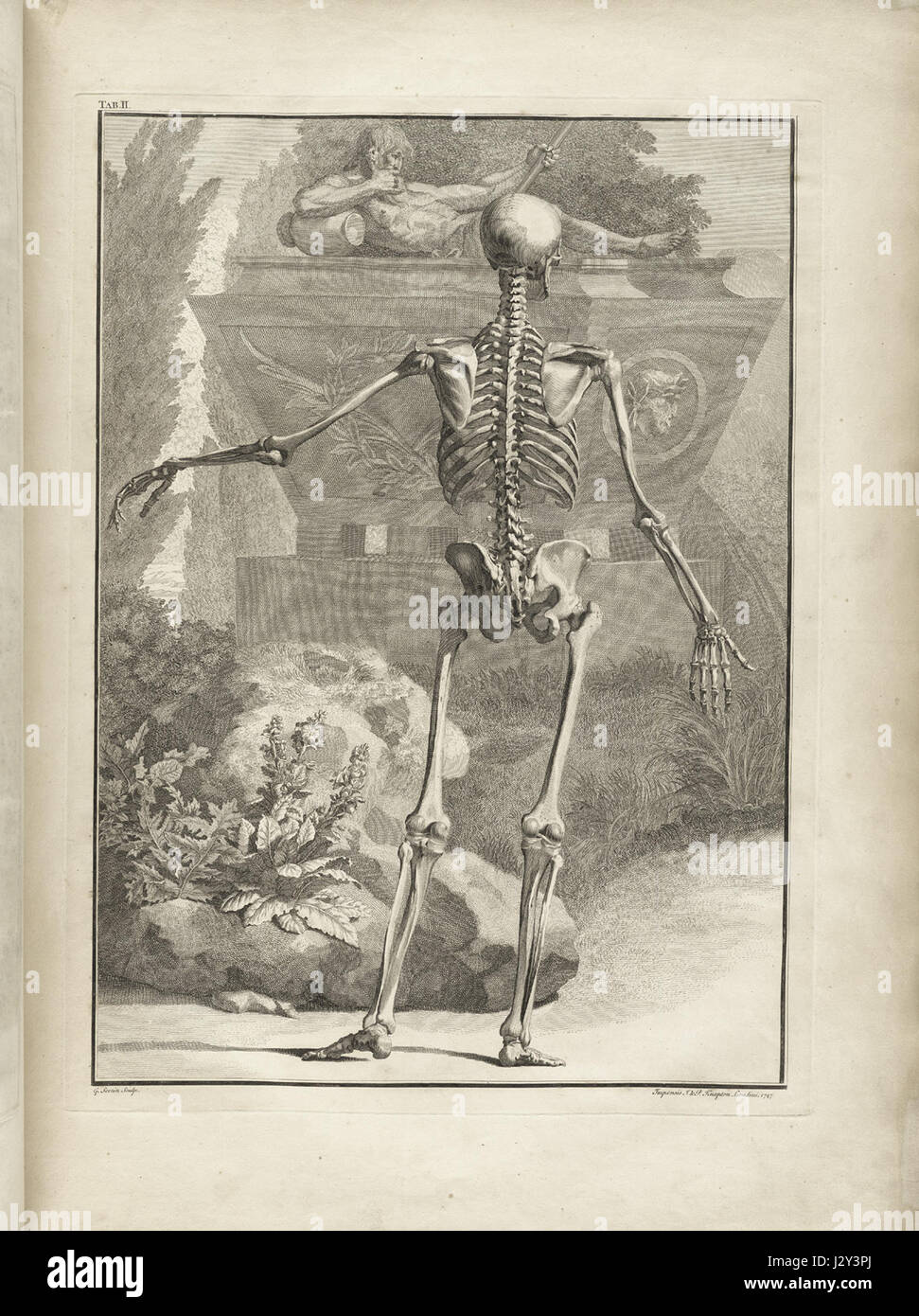 Albinus illustration hi-res stock photography and images - Alamy