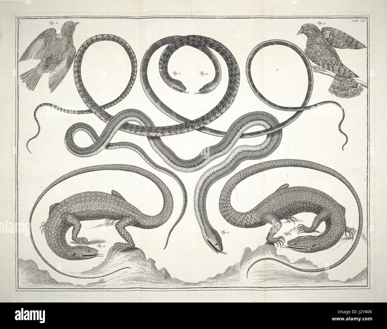 Albertus Seba's Thesaurus Tab. CX is a detailed illustration from his ...