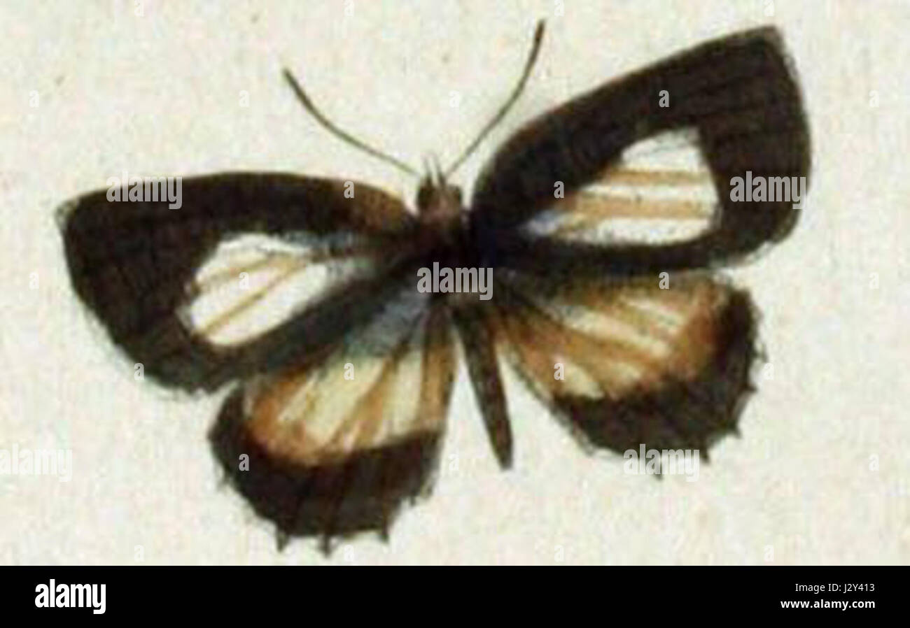 Allotinus fallax male Stock Photo - Alamy