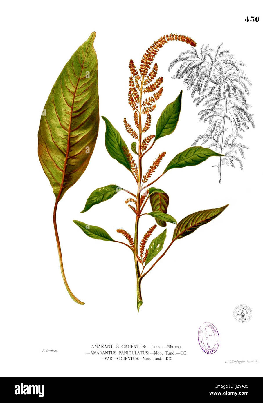Amaranthus cruentus, commonly known as blood amaranth, is a plant ...