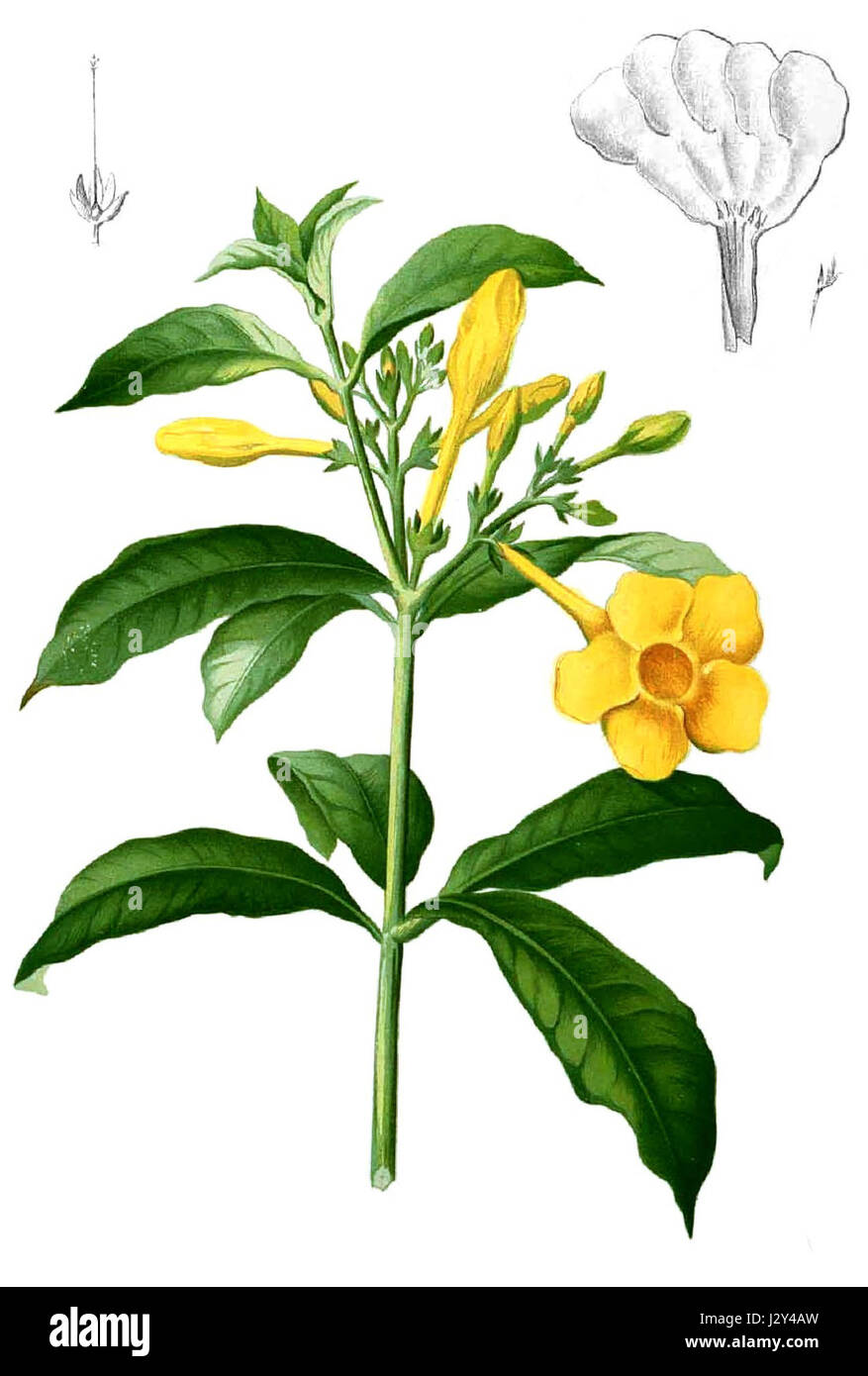 Allamanda flower hi-res stock photography and images - Alamy