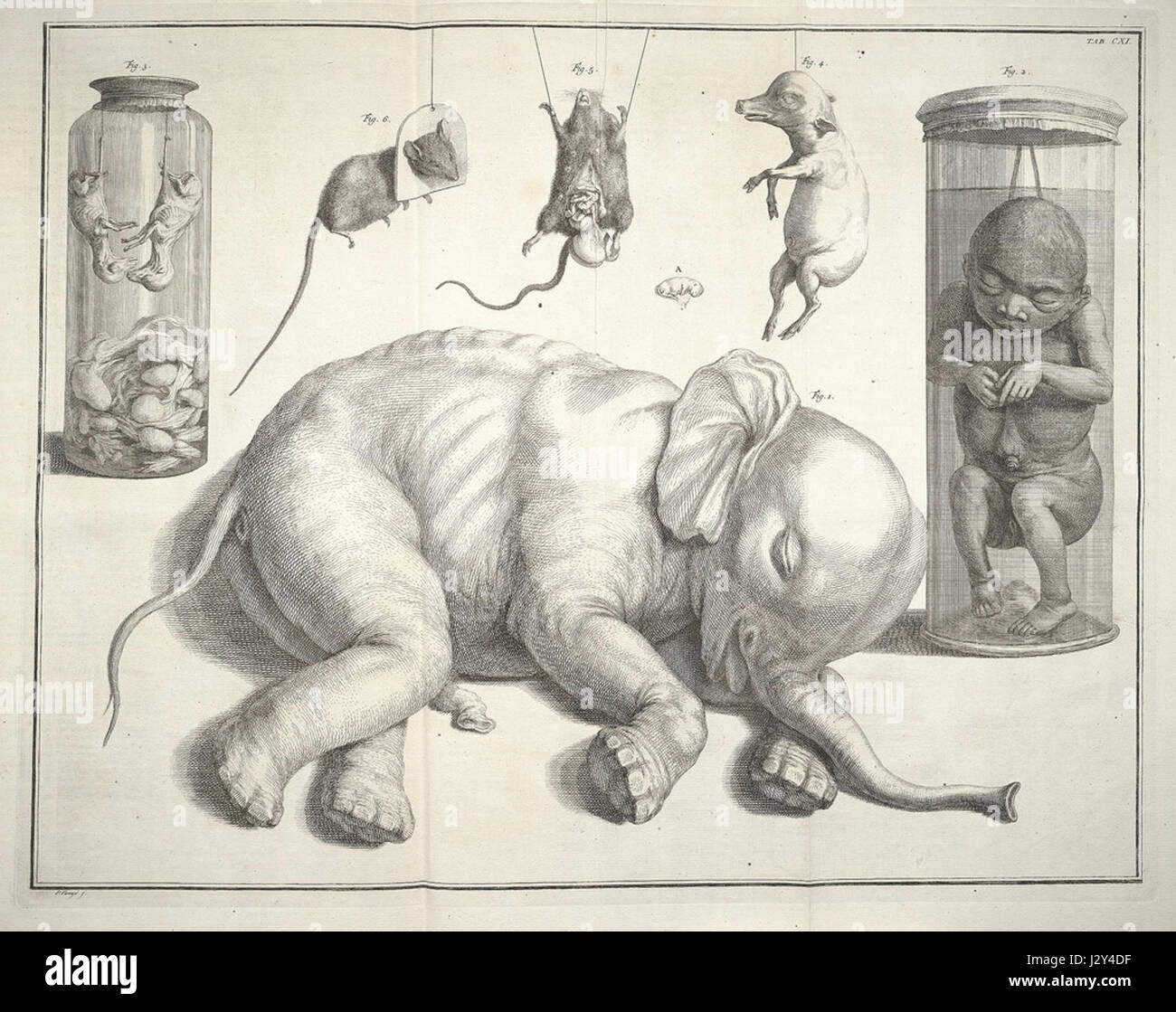 Albertus Seba's 'Thesaurus' is a renowned collection of illustrations ...