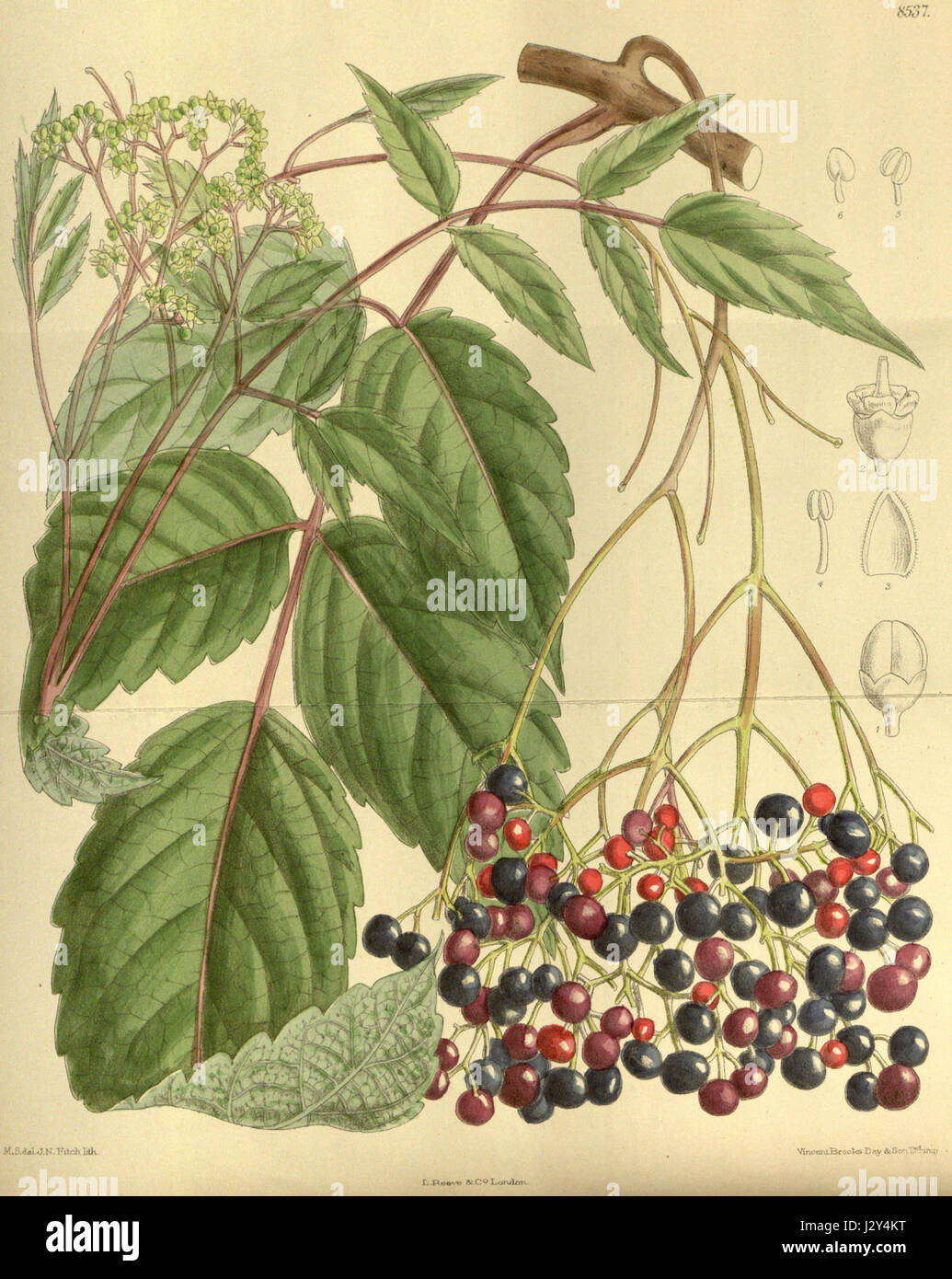Ampelopsis megalophylla is a species of plant native to East Asia. It ...