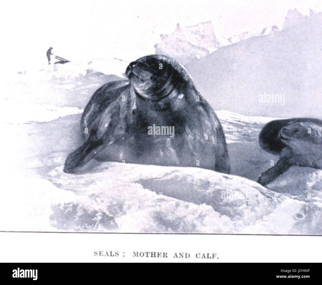 Amundsen map hi-res stock photography and images - Alamy