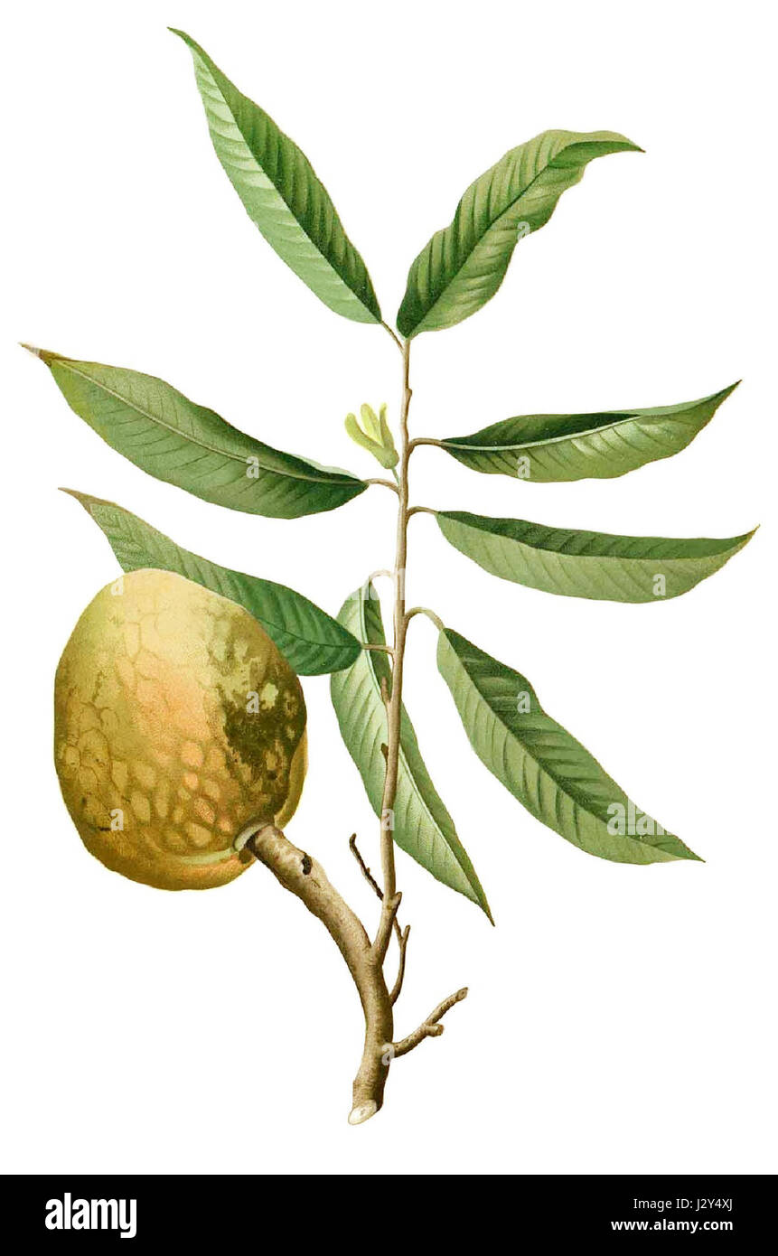 This image features the plant species Annona reticulata, also known as ...