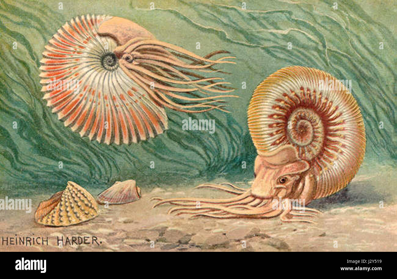 Ammonoid hi-res stock photography and images - Alamy