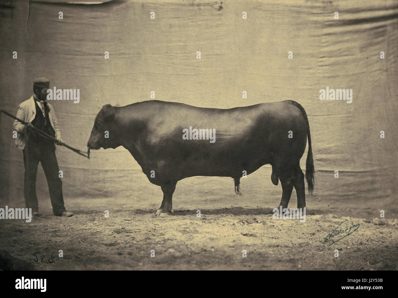 Angus bull 1856 Stock Photo - Alamy