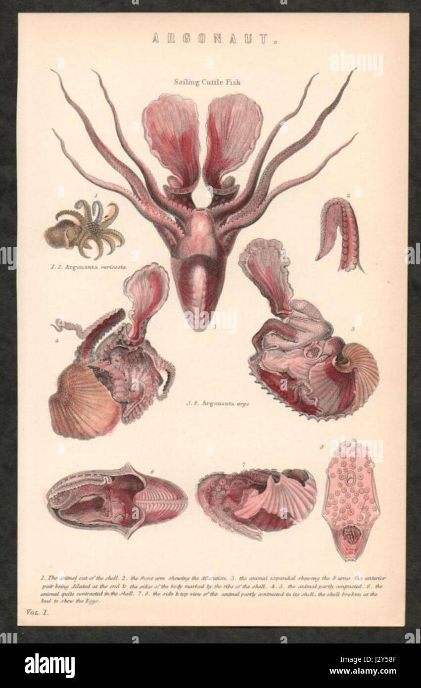 The Argonaut, a type of sailing cuttlefish, is a fascinating marine ...