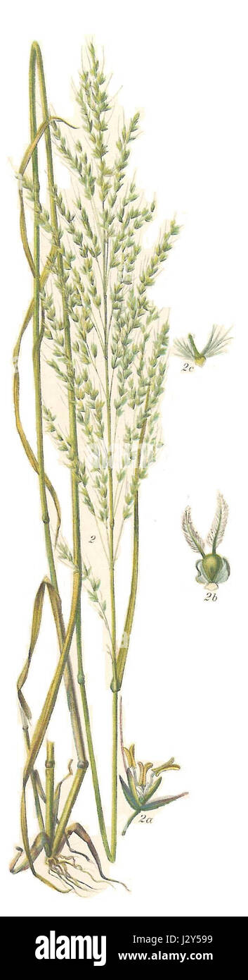 Native temperate regions Cut Out Stock Images & Pictures - Alamy