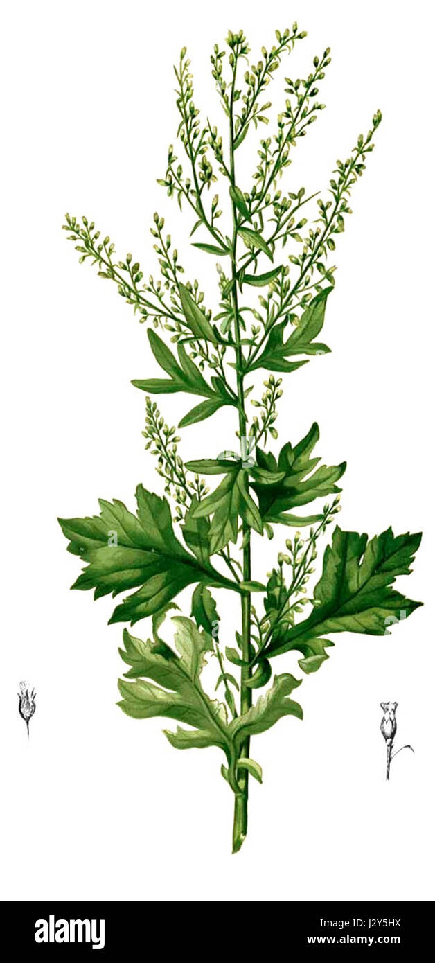 Artemisia vulgaris illustration hi-res stock photography and images - Alamy