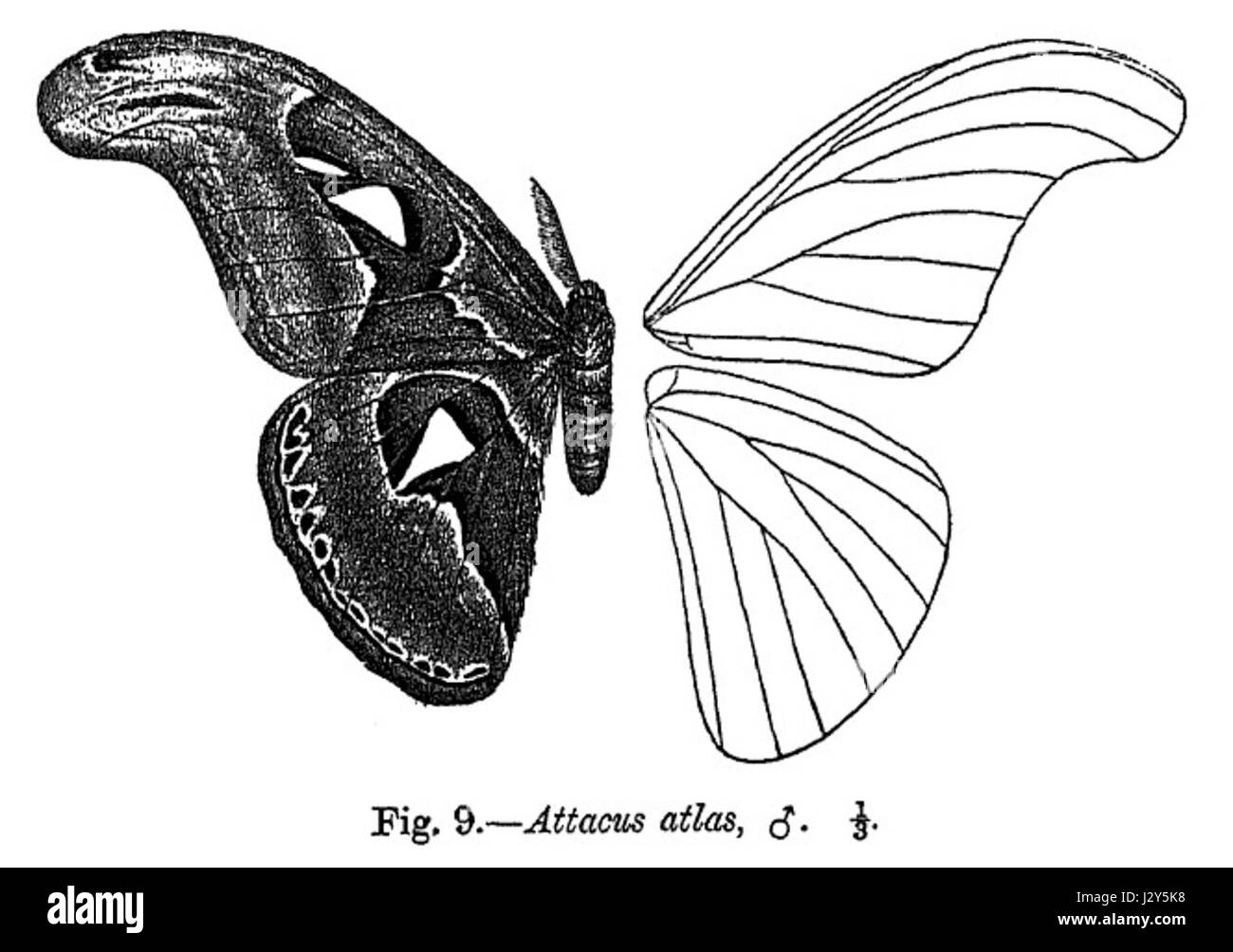 Attacus atlas fbi Stock Photo - Alamy