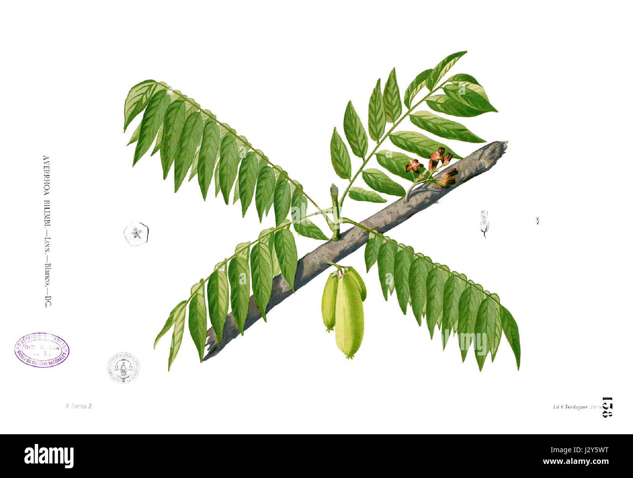 Averrhoa bilimbi, commonly known as bilimbi or cucumber tree, is a ...