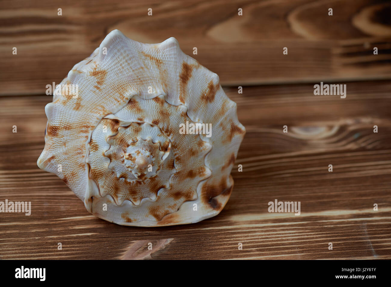 Big sea shell lying on the surface of the wooden aged background. close ...