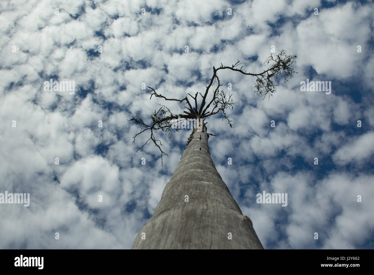 Result of air pollution. Dead forest: withered trees Stock Photo - Alamy