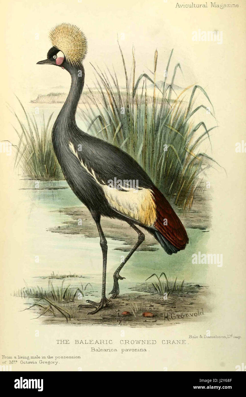 'Balearic Crane GrÃ¶nvold' refers to an artwork by Swedish artist Bruno ...