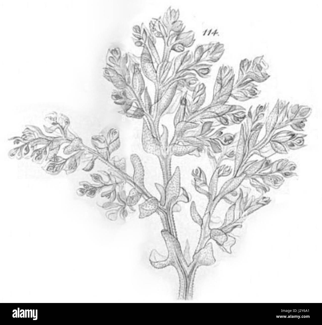 Azolla nilotica 1 Stock Photo - Alamy