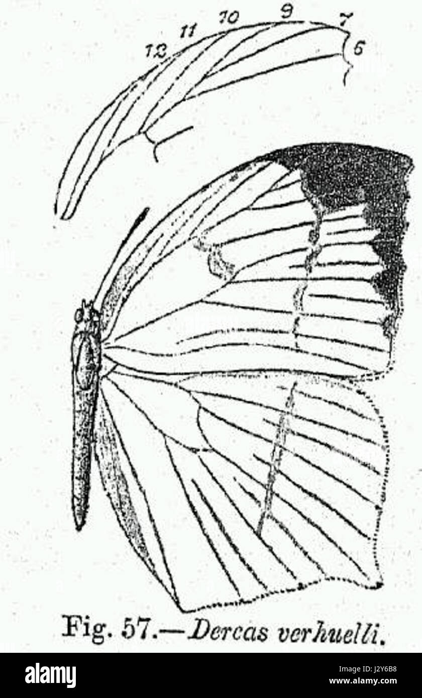 BH021 is the registration number for a specific specimen of Dercas ...