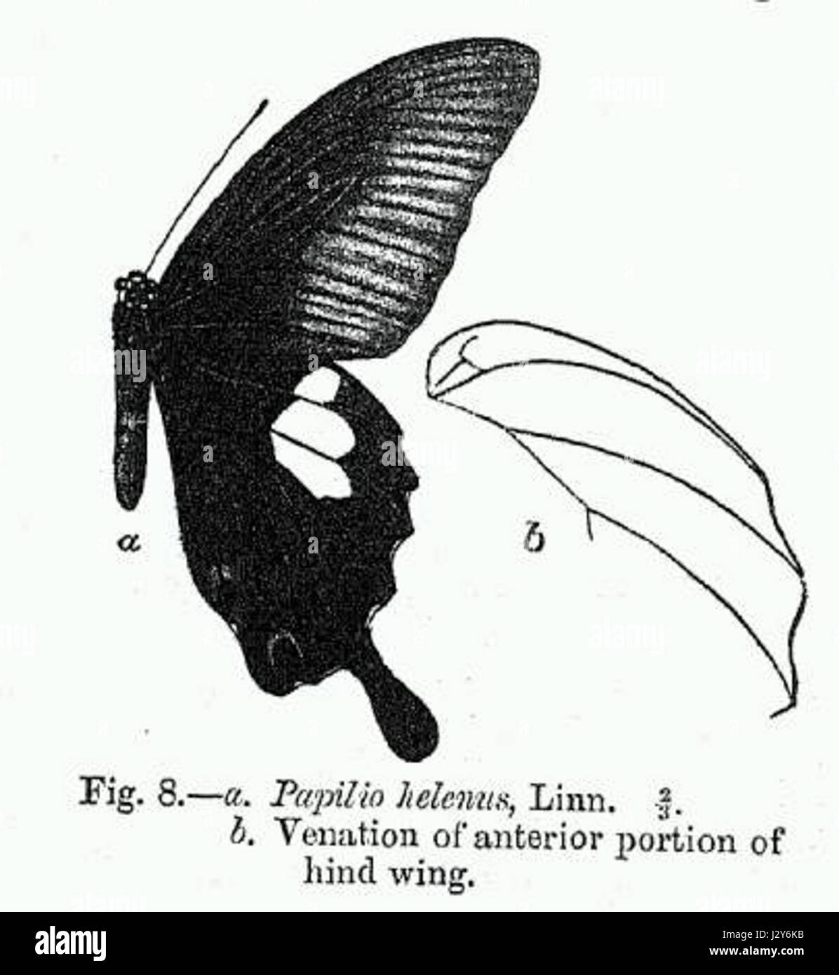 Helenus hi-res stock photography and images - Alamy