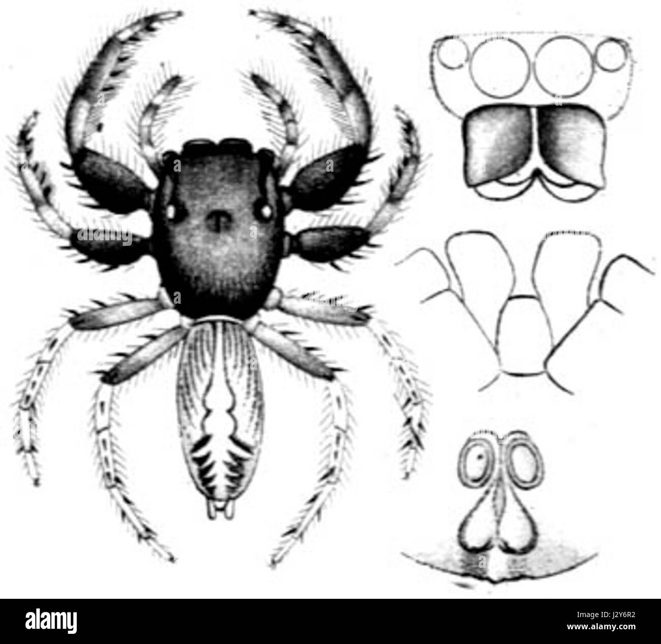 Bavia hi-res stock photography and images - Alamy