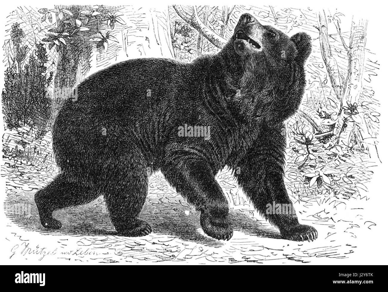 Baribal hi-res stock photography and images - Alamy