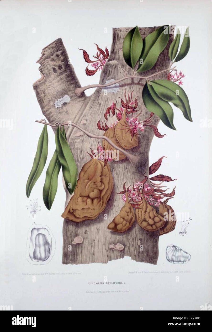 Berthe Hoola van Nooten was a 19th-century Belgian-born artist known ...