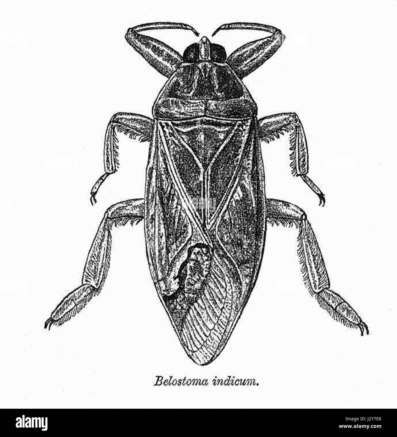 Belostoma hi-res stock photography and images - Alamy
