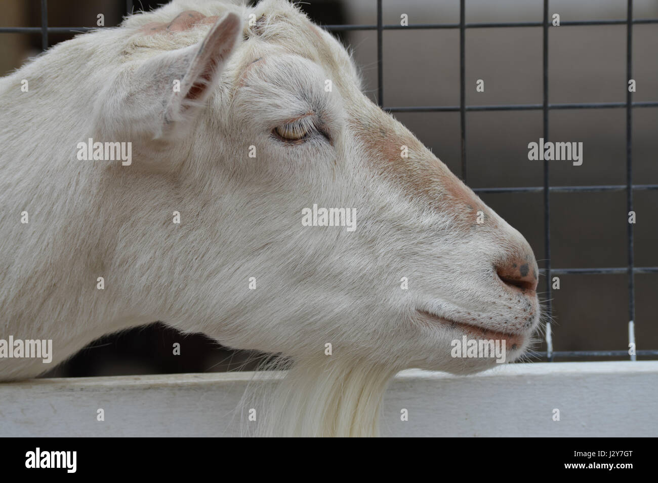 Goat at the farm Stock Photo - Alamy