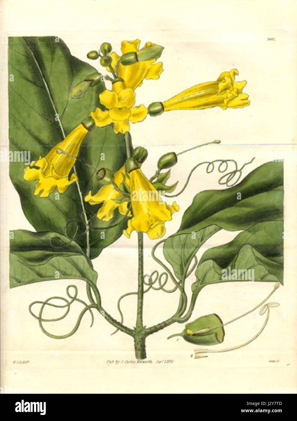 Vine habitats hi-res stock photography and images - Alamy