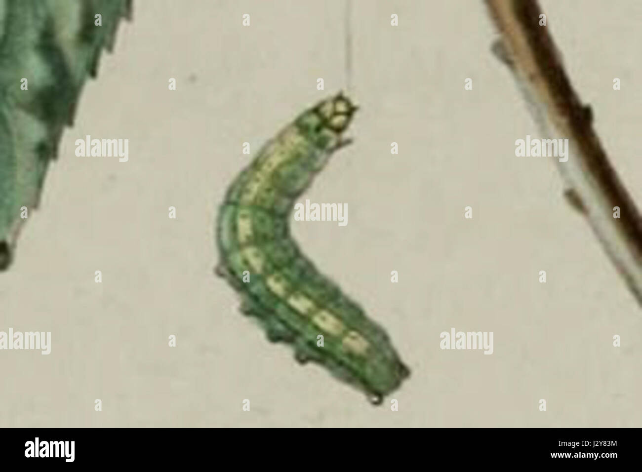 Acrobasis romanella larva1 Stock Photo - Alamy