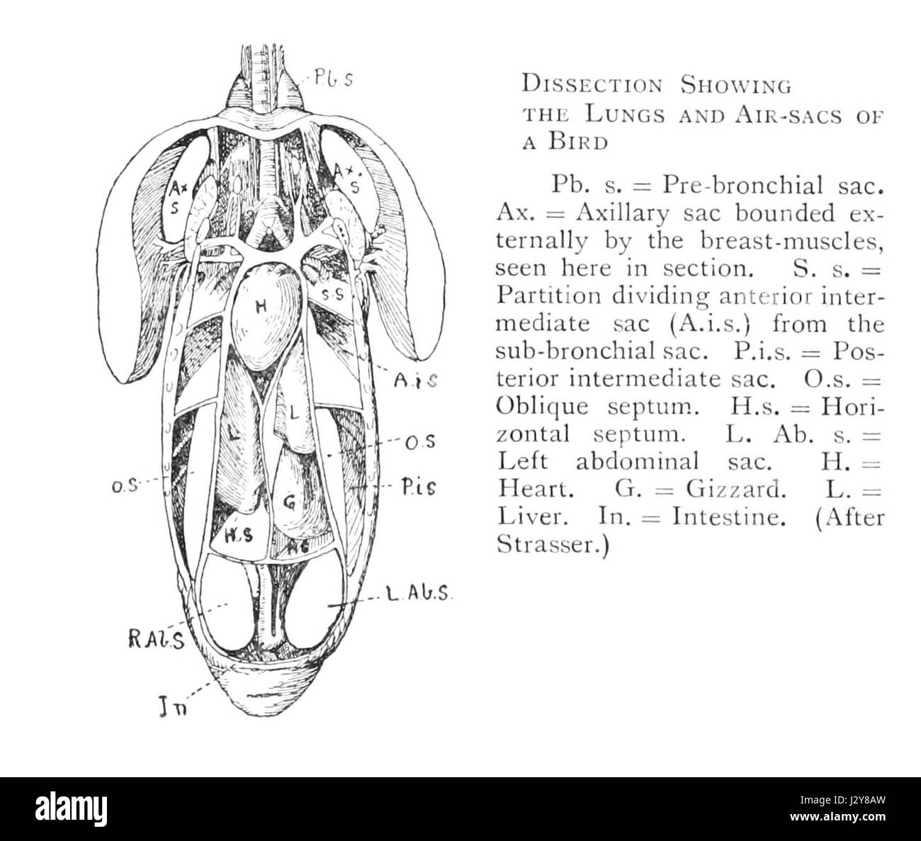 Bird adaptation Black and White Stock Photos & Images - Alamy