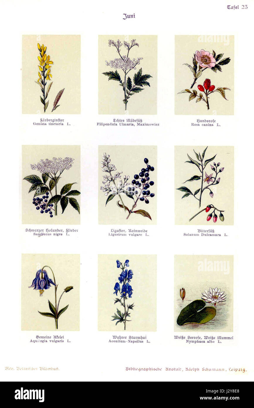 'Botanisches Bilderbuch' by Bley is a botanical illustration book ...