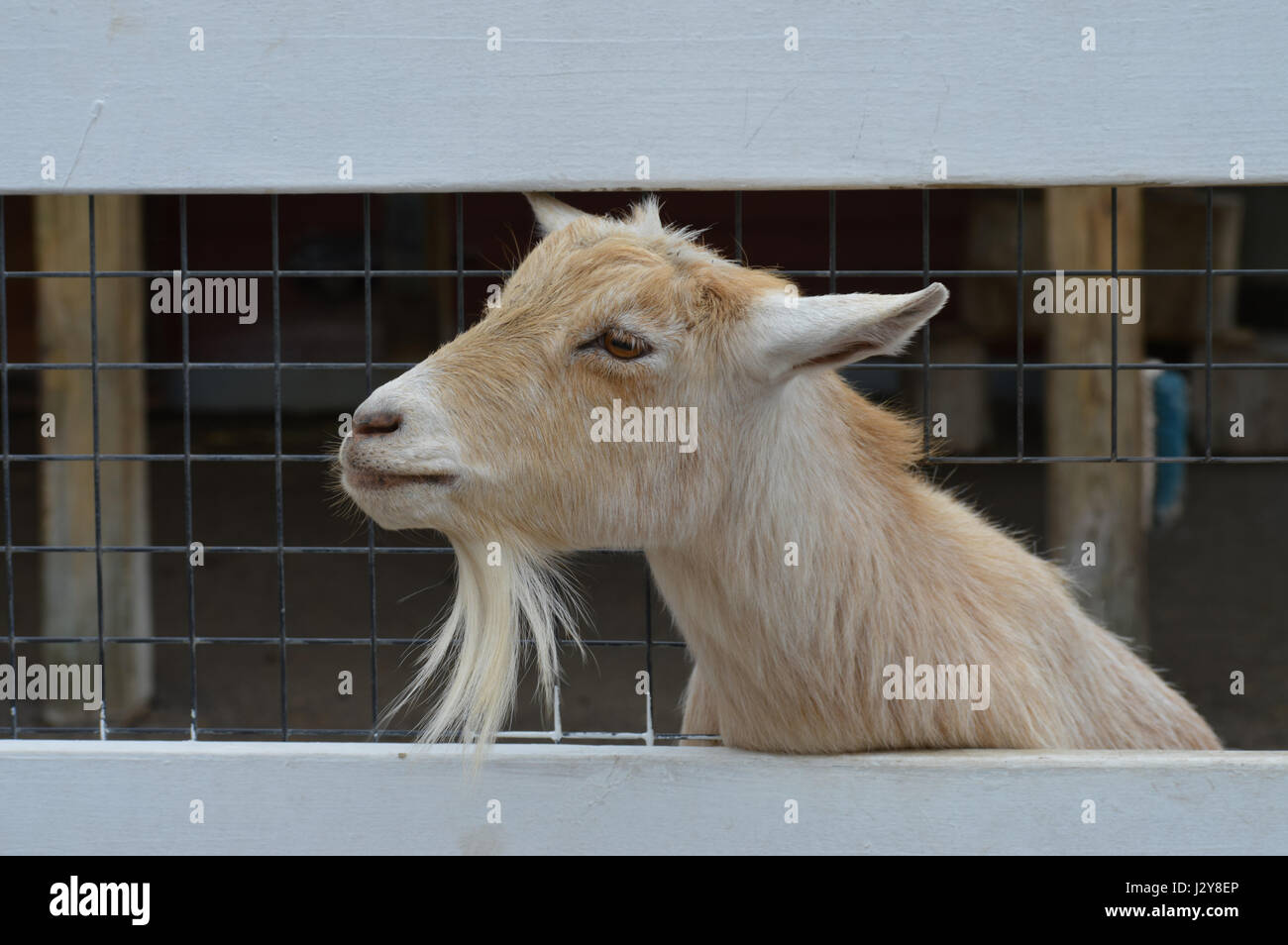 Goat at the farm Stock Photo - Alamy