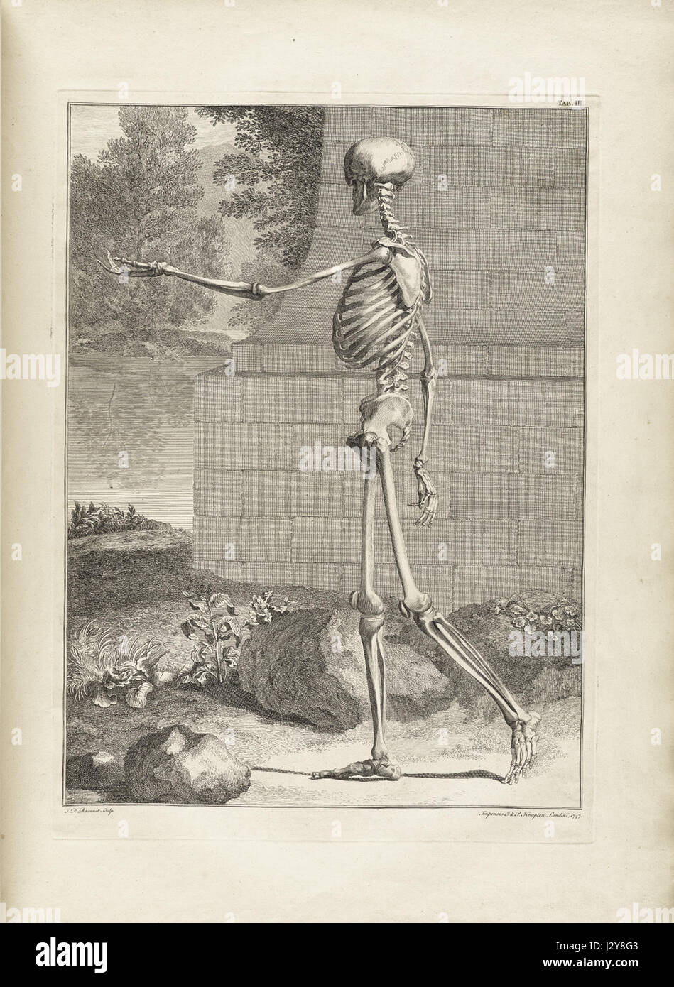 Albinus illustration hi-res stock photography and images - Alamy