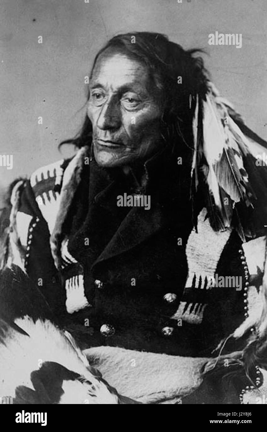 A Bobtail is a breed of dog known for its distinctive tail, which is ...