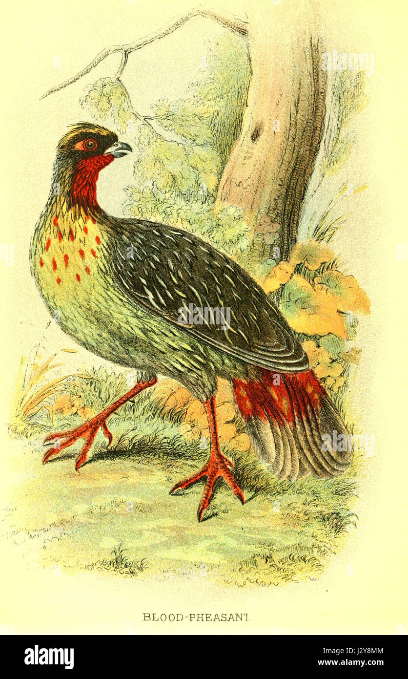 The Blood Pheasant is a bird species native to the Himalayas and ...