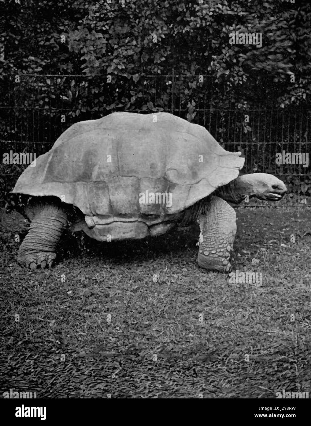 The Aldabra tortoise, native to the Aldabra Atoll in the Seychelles, is ...
