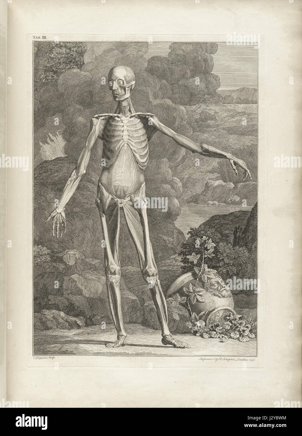 Albinus illustration hi-res stock photography and images - Alamy