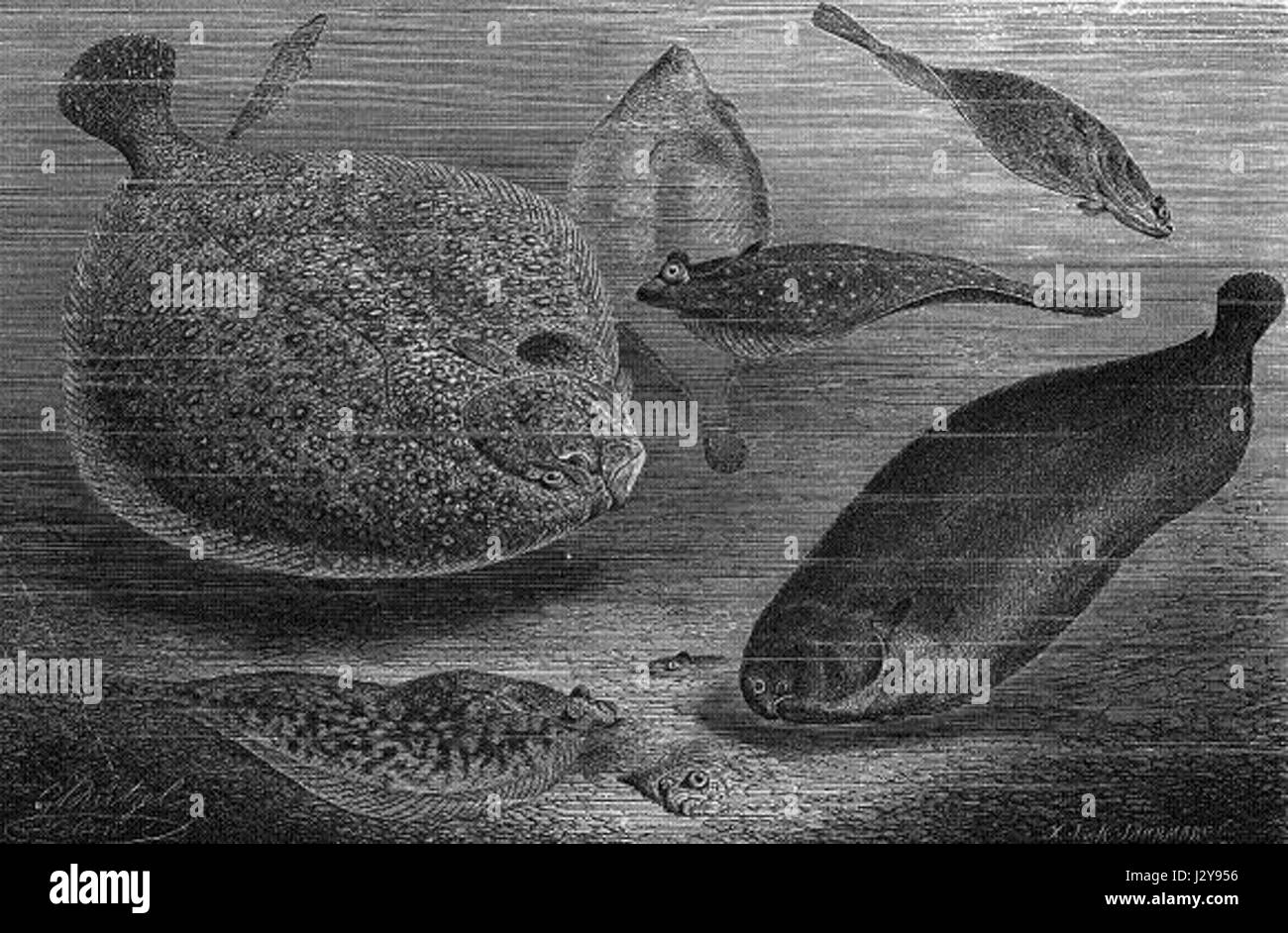 Diversity within flatfish species hi-res stock photography and images ...