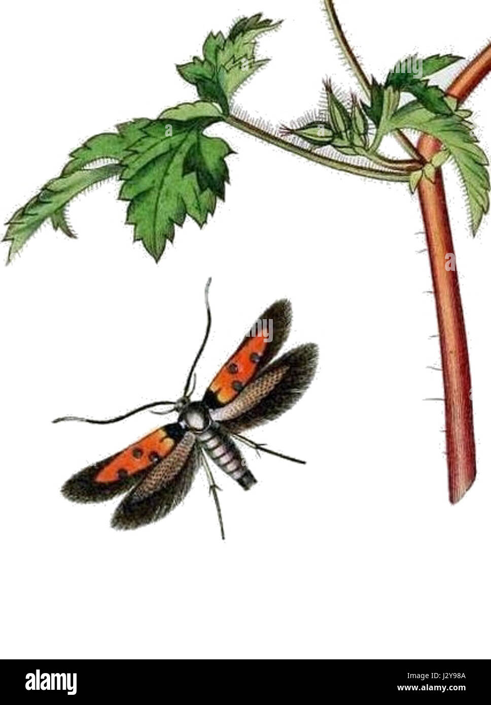 This image is a detailed illustration from 'British Entomology Volume 6 ...