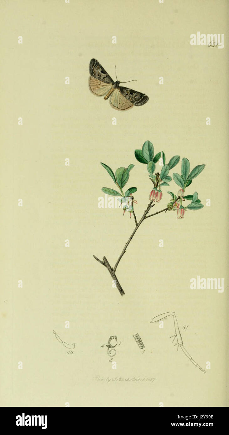 Series of detailed entomological drawings hi-res stock photography and ...
