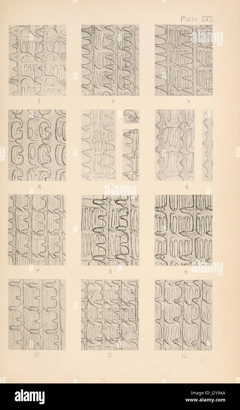 Various marine organisms belonging hi-res stock photography and images ...