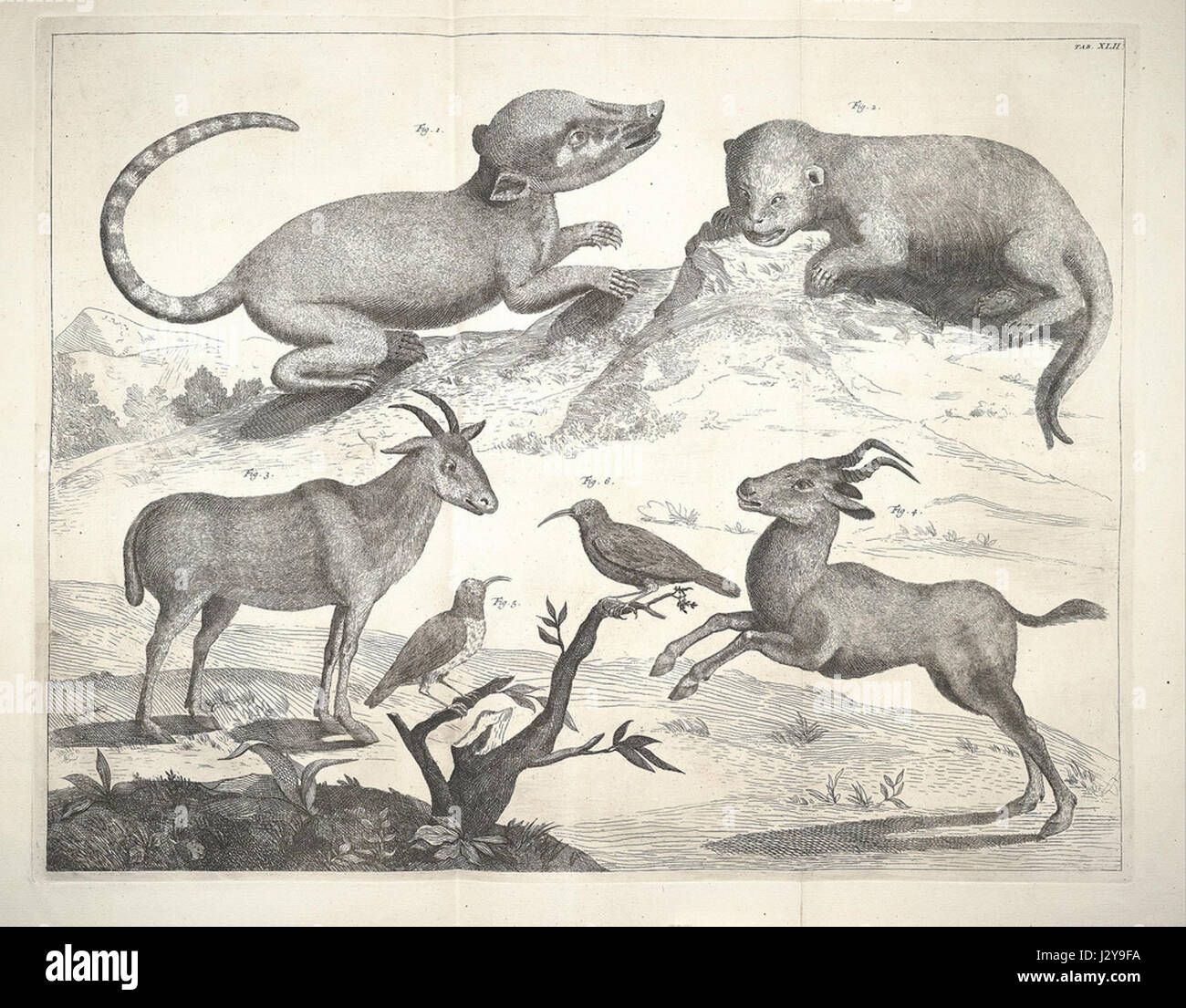 'Albertus Seba's Thesaurus' is a detailed work featuring an array of ...