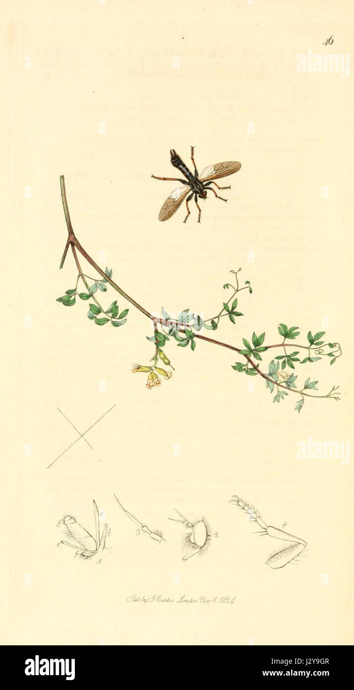 First insect illustrates hi-res stock photography and images - Alamy