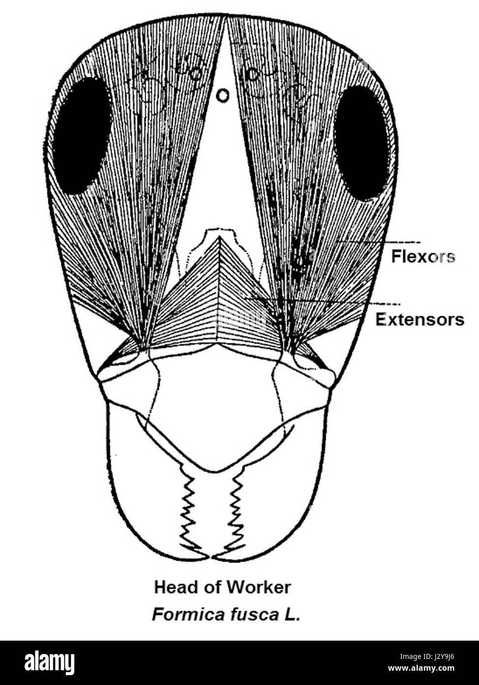 Ants hunting Black and White Stock Photos & Images - Alamy