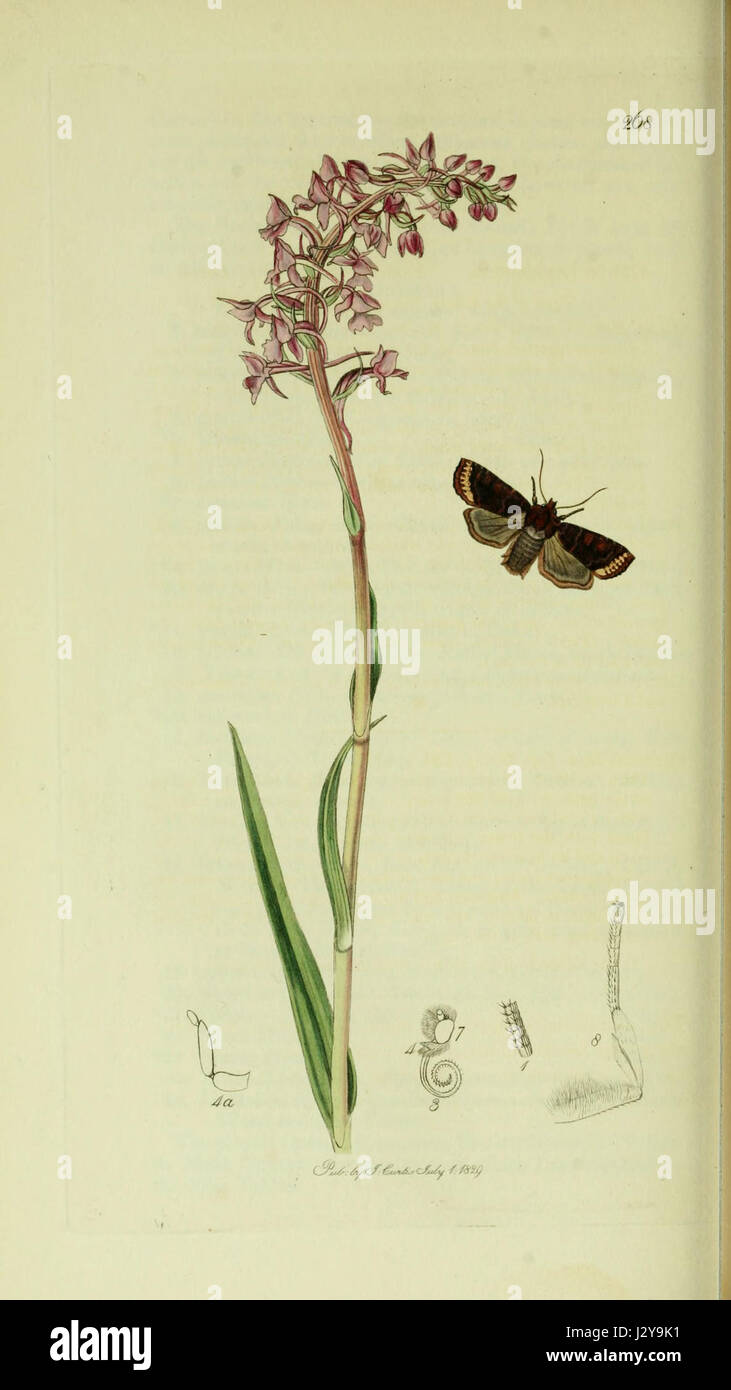 'British Entomology Volume 5 Plate 268' is a detailed illustration from a 19th-century ...