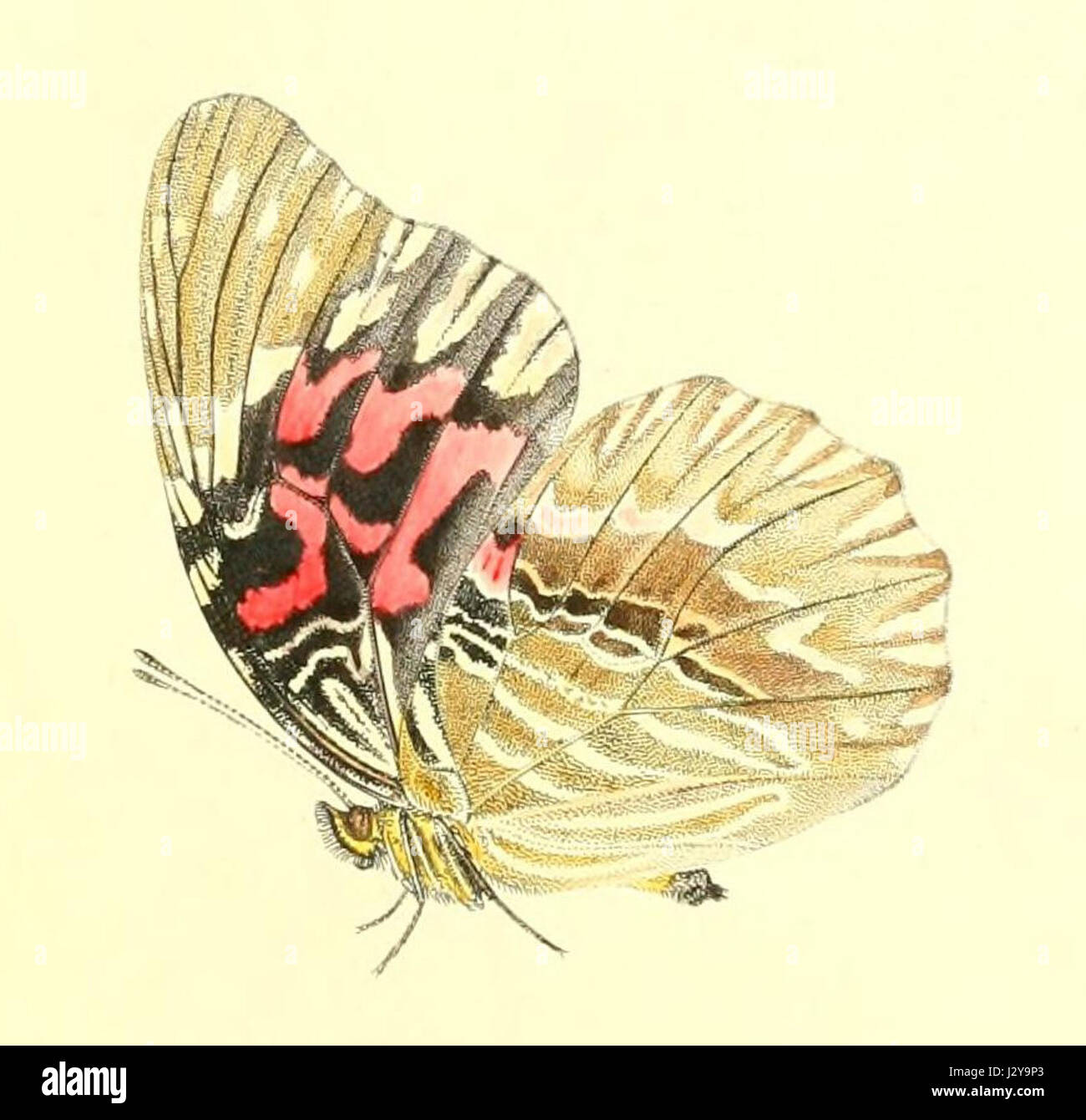 Anetia thirza (2 Stock Photo - Alamy