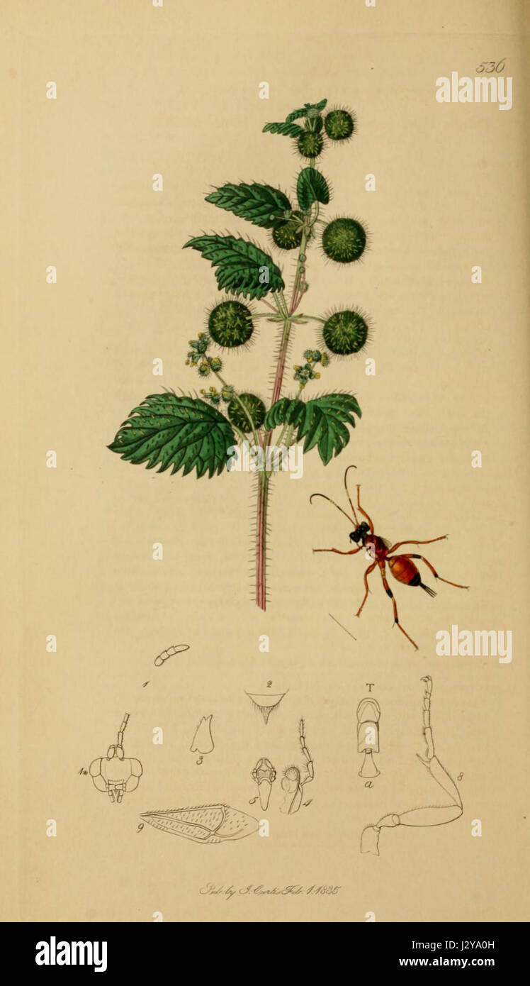 Volume 3 of British Entomology includes plate 536, which illustrates ...