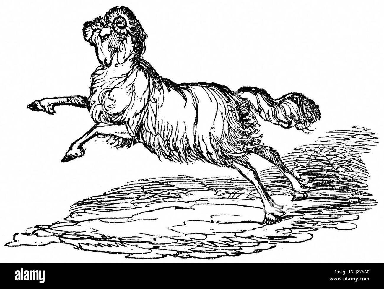 Zodiac sign of aries Black and White Stock Photos & Images - Alamy