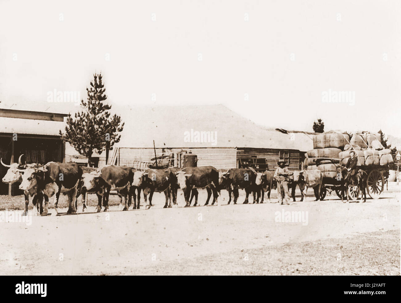 Bullock team hi-res stock photography and images - Alamy