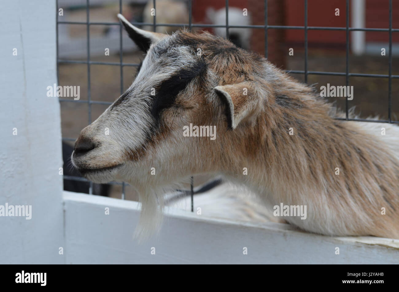 Goat at the farm Stock Photo - Alamy